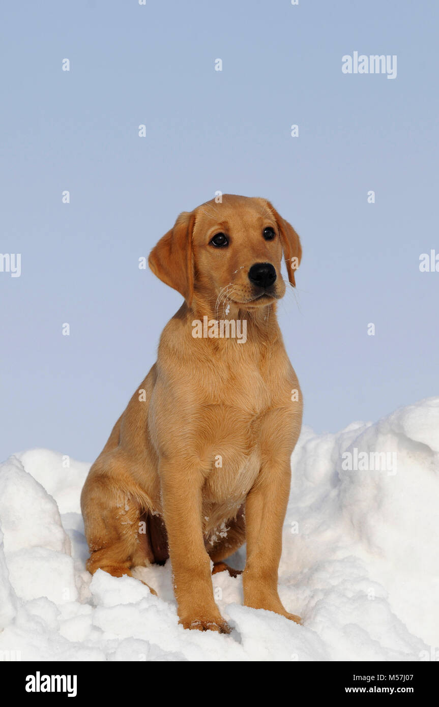 Labrador puppy snow hi-res stock photography and images - Alamy