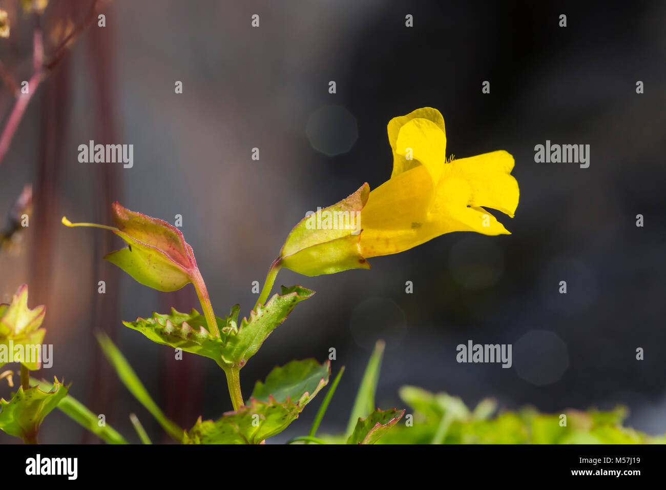 Mountain Monkeyflower, Erythranthe tilingii, aka Tiling's Monkeyflower ...