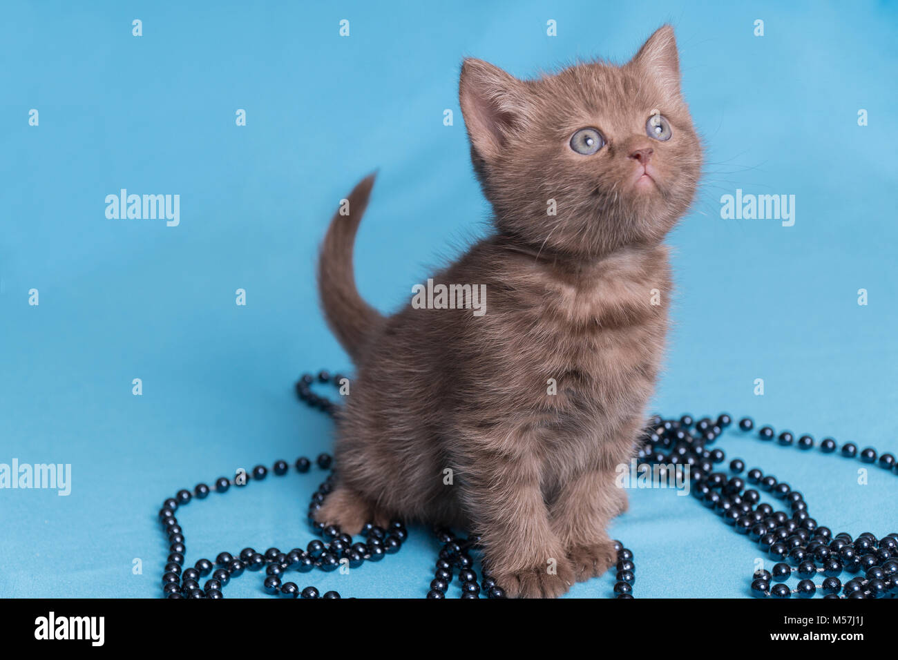 Cute baby British kitten with stubby tail jumping and playing on blue ...
