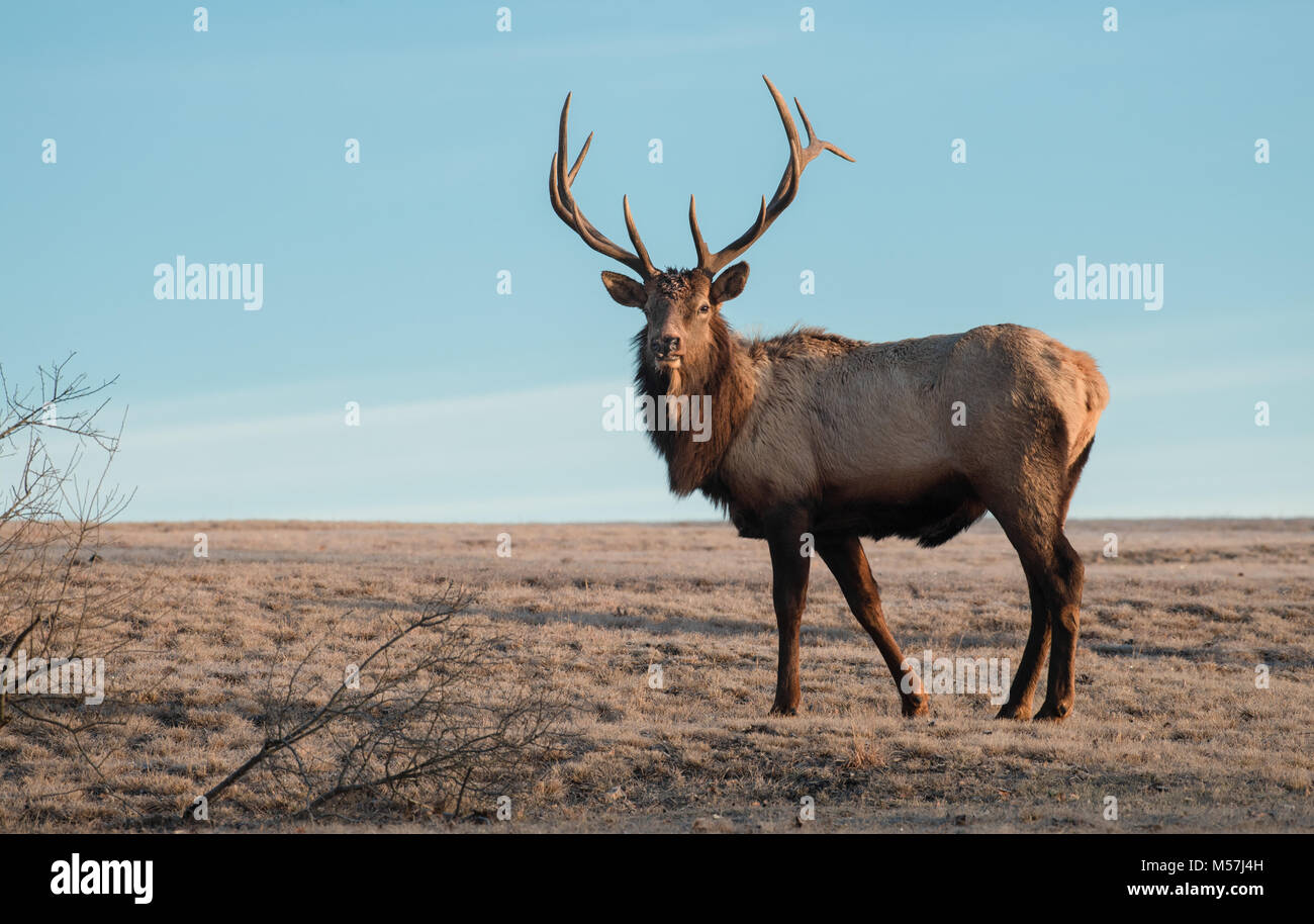 Elk in Winter Stock Photo - Alamy