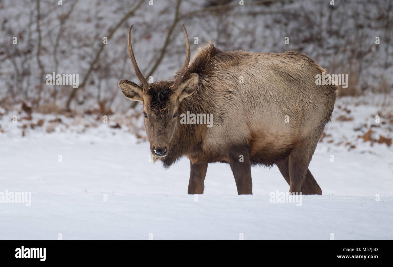 Yellowstone elk river winter hi-res stock photography and images - Alamy