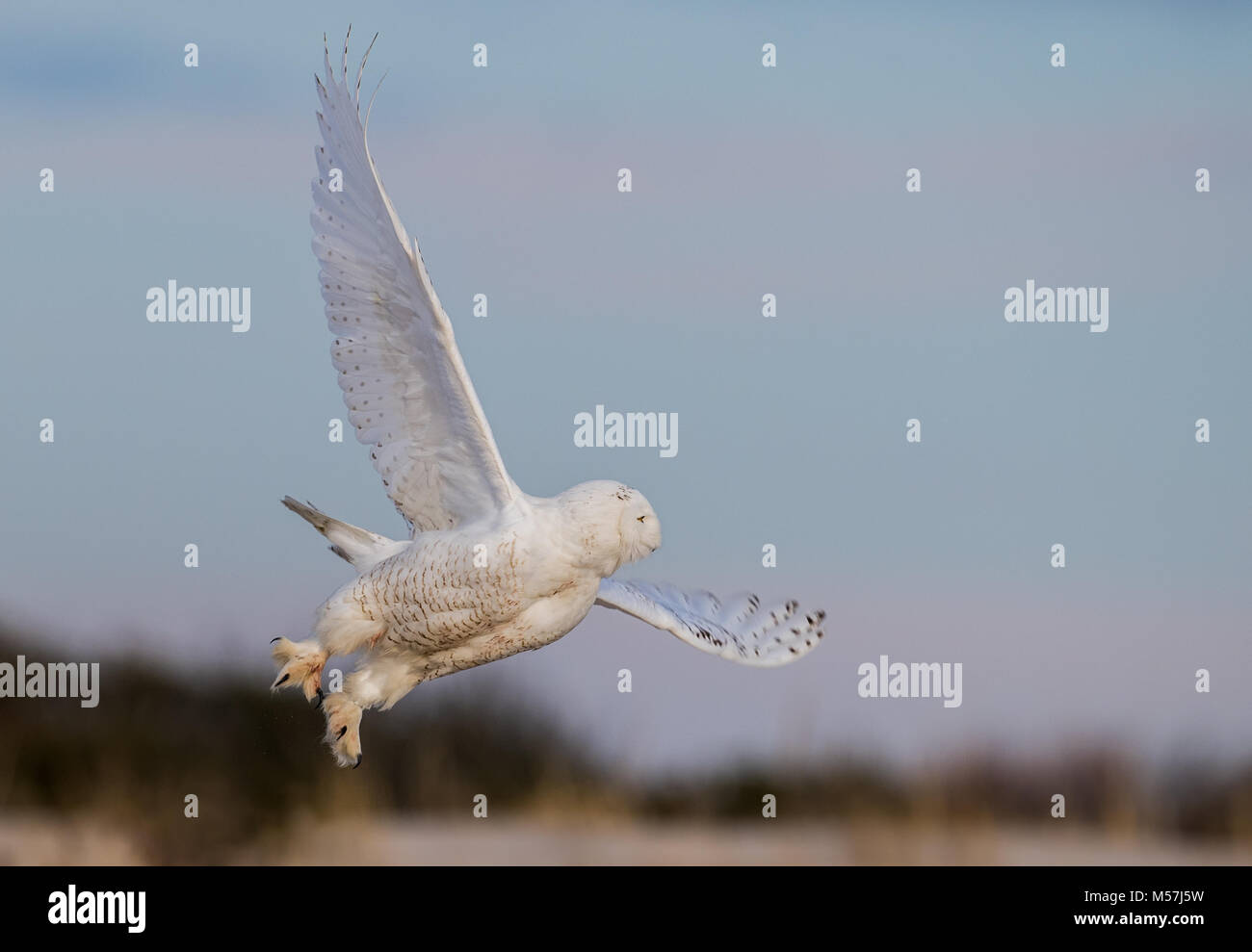 Snowy Owl at the Beach Stock Photo - Alamy