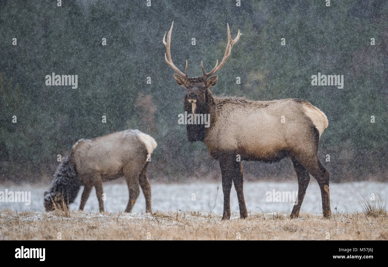 Elk in Winter Stock Photo - Alamy