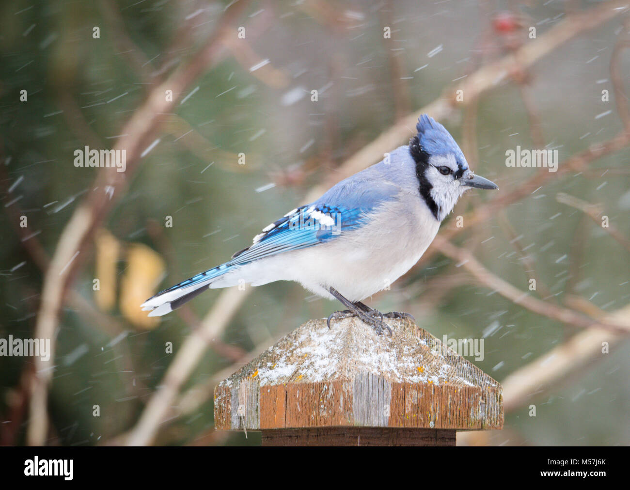 Blue Jay And Cardinal Hybrid