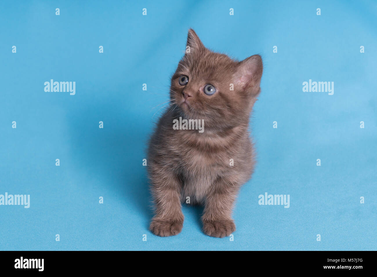 Cute baby British kitten with stubby tail jumping and playing on blue ...