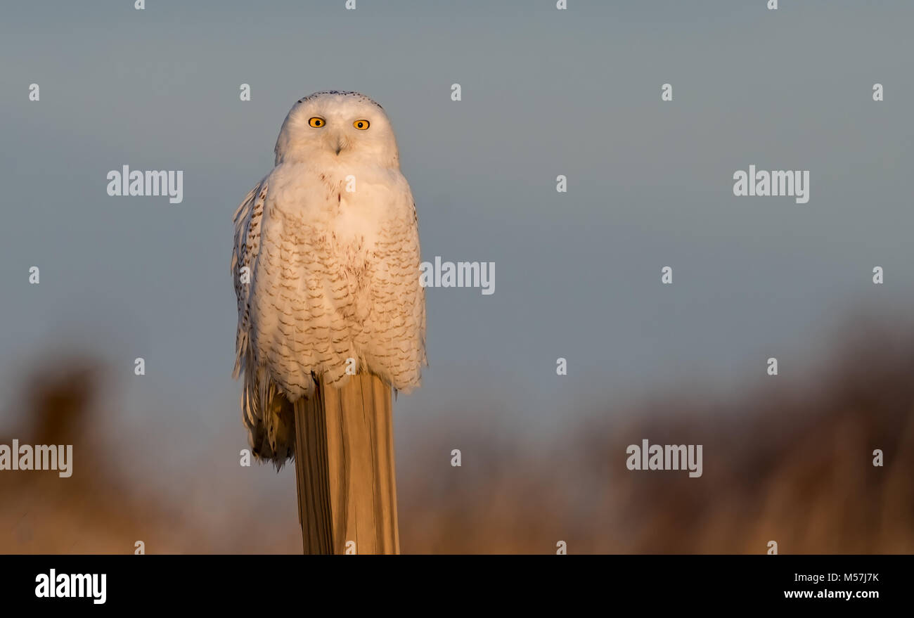 Snowy Owl at the Beach Stock Photo - Alamy
