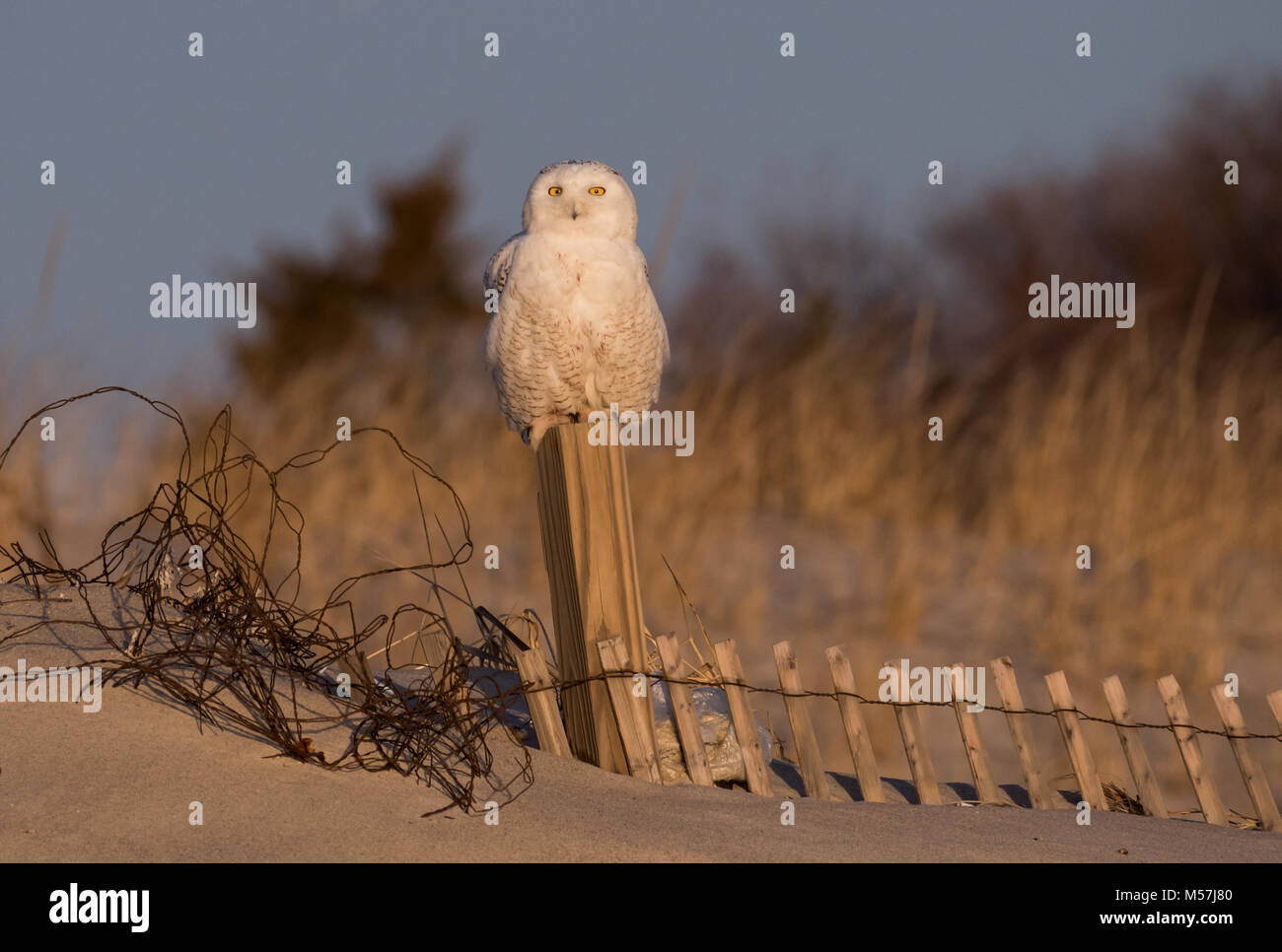 Snowy Owl at the Beach Stock Photo - Alamy