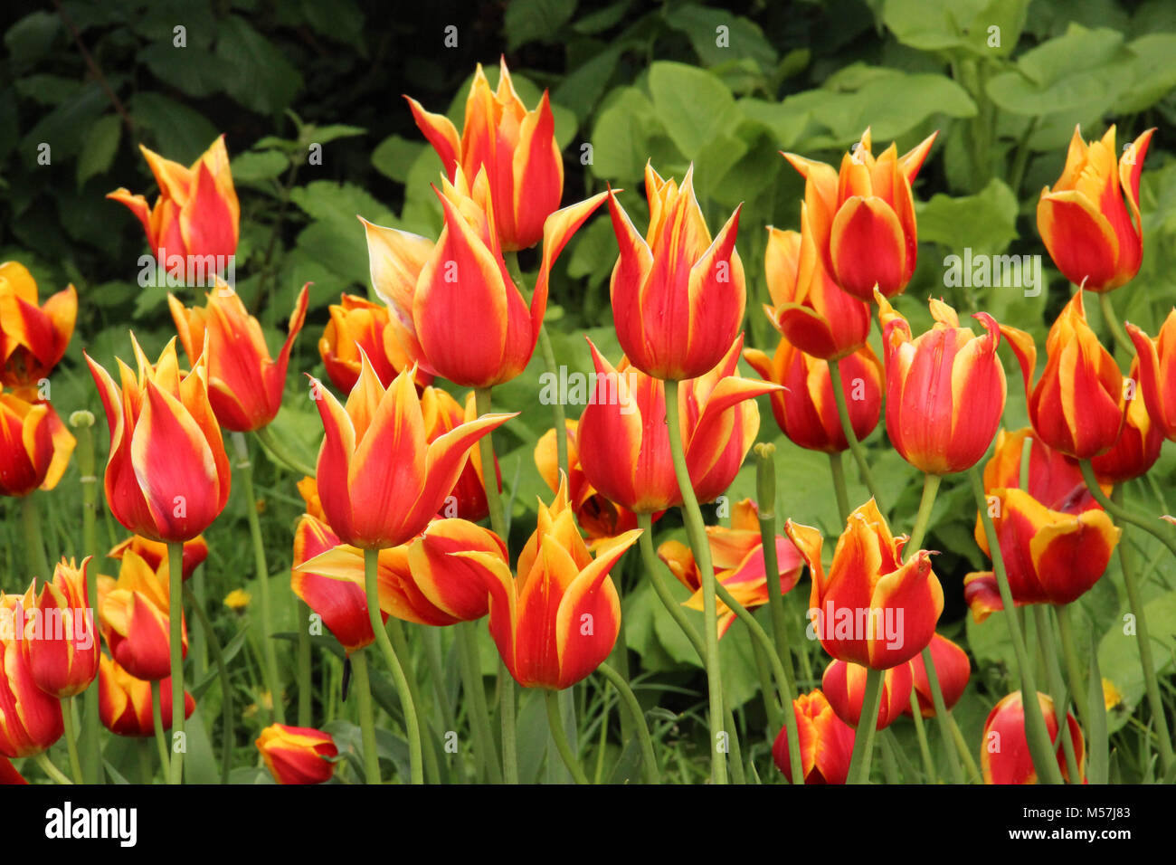 Yellow and red wild tulips in spring Stock Photo - Alamy