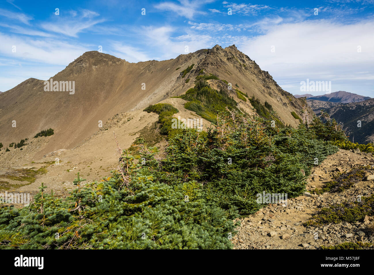 Krummholz hi-res stock photography and images - Alamy