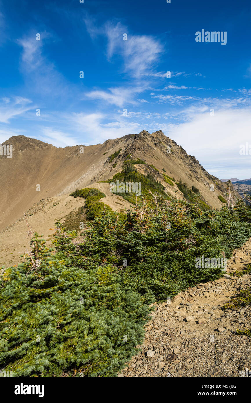 Krummholz and tree hi-res stock photography and images - Alamy