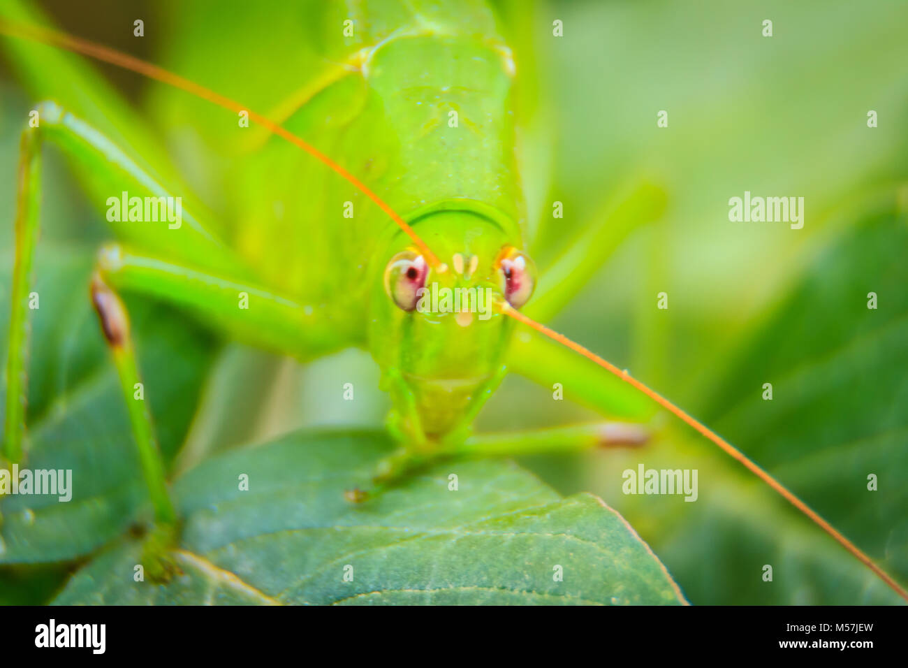 Cute Long-horned grasshoppers, or Tettigoniidae, or leafhopper perching ...