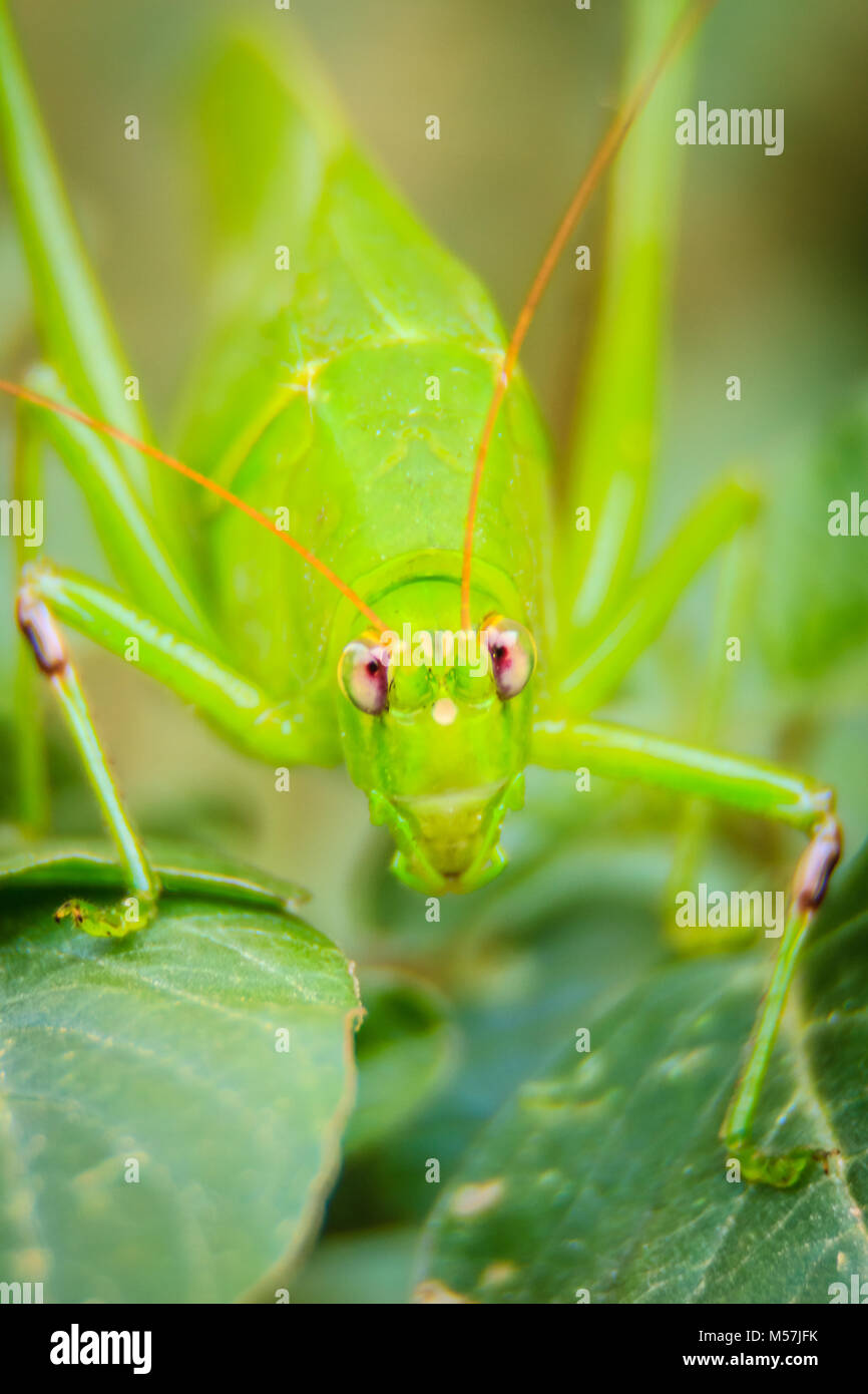 Cute katydid hi-res stock photography and images - Alamy