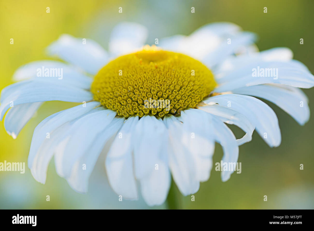 spring blooming daisy flower white yellow spring blooming daisy flower ...