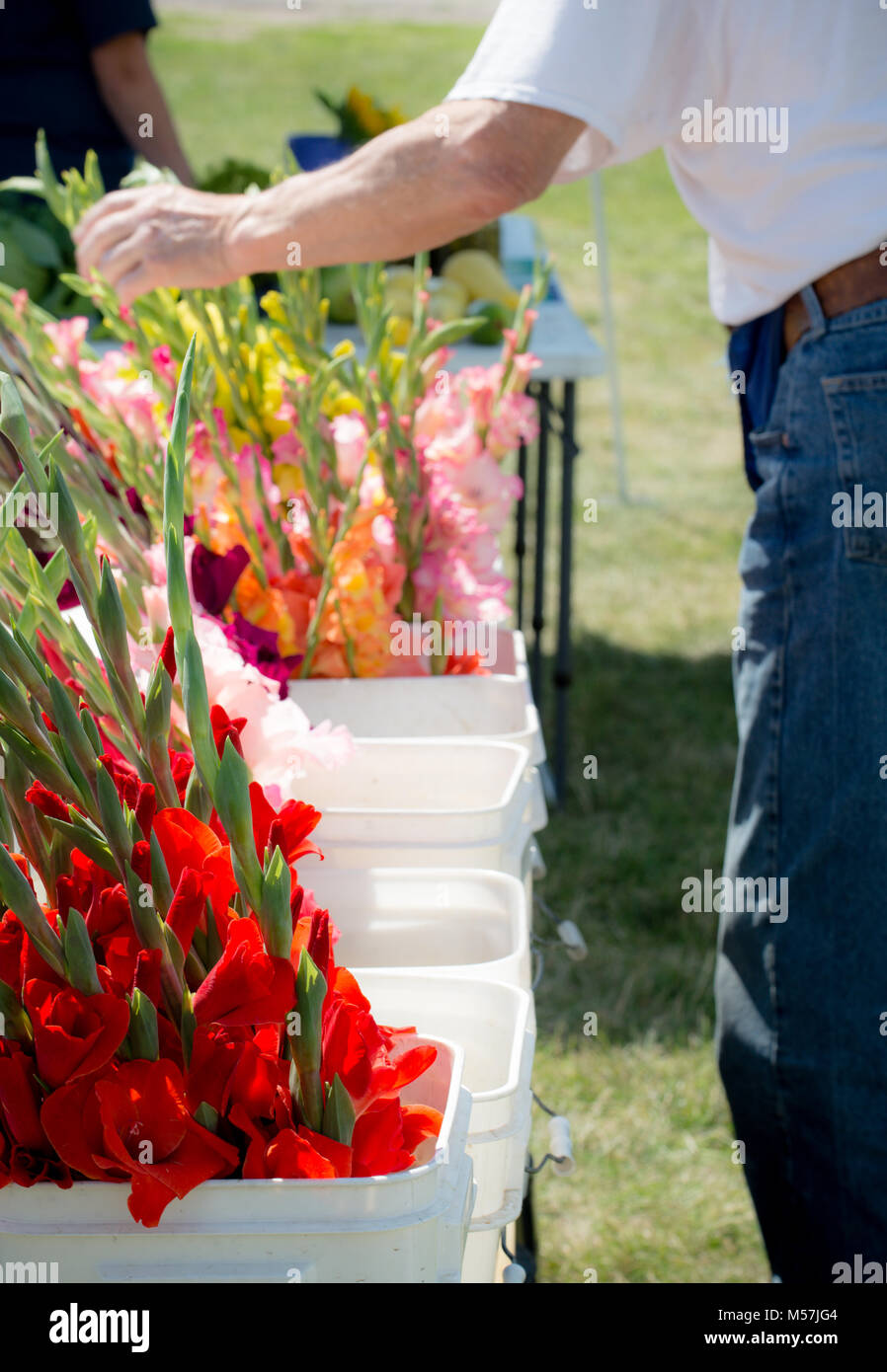 vertical photo at outdoor farmer market. buckets of gladiolus and the ...