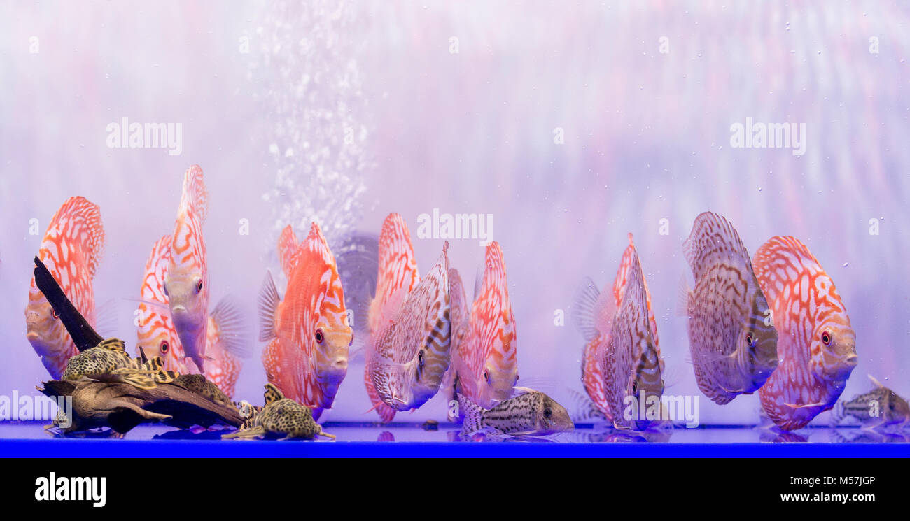 symphysodon diskus fishes aquarium view Stock Photo - Alamy