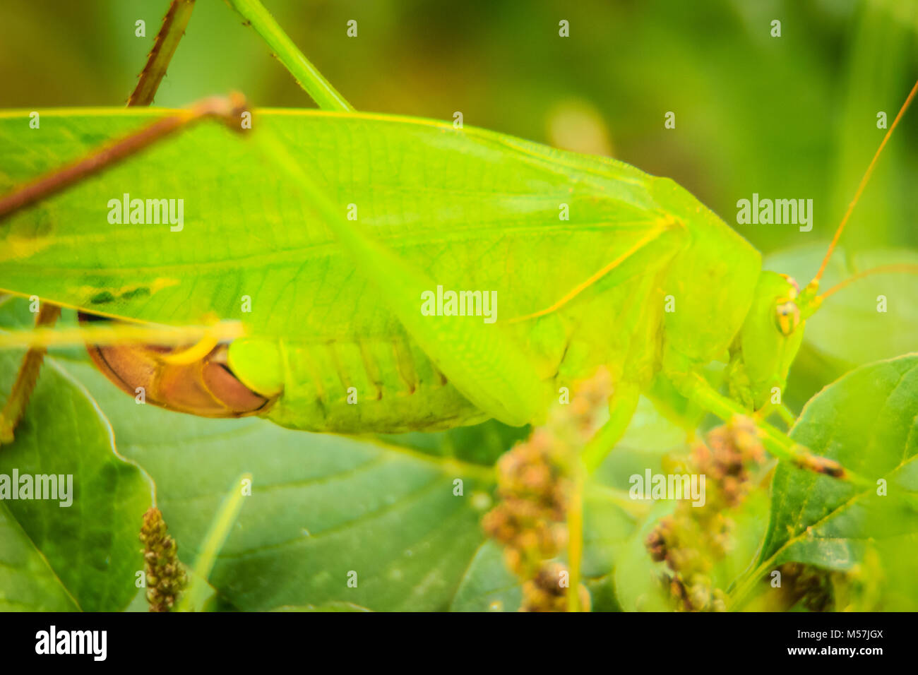 Long horn grasshopper hi-res stock photography and images - Alamy