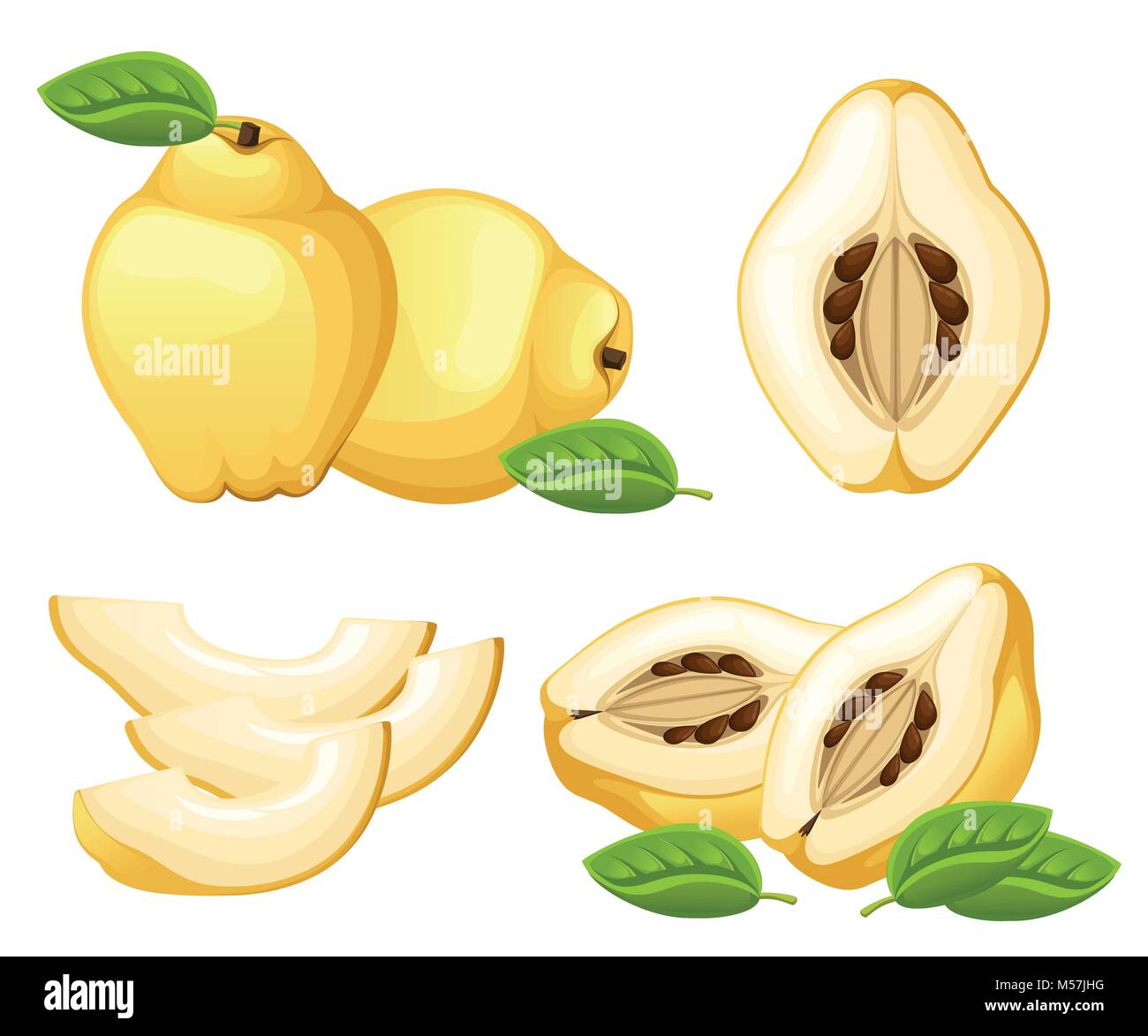 Quince with leaves whole and slices of quinces. Vector illustration of ...