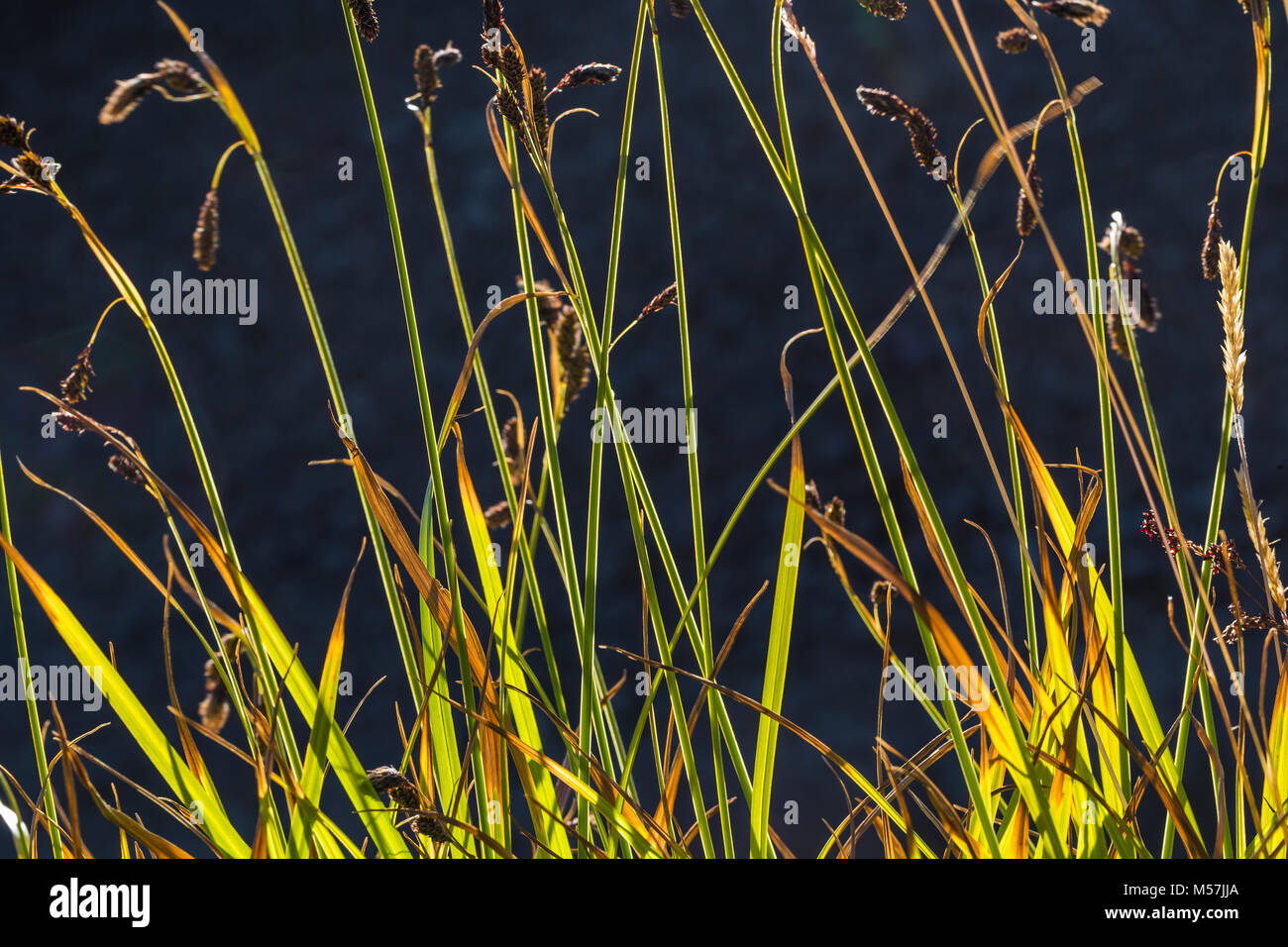 Backlit sedges, Carex spp., below Grand Pass during a backpacking trip ...