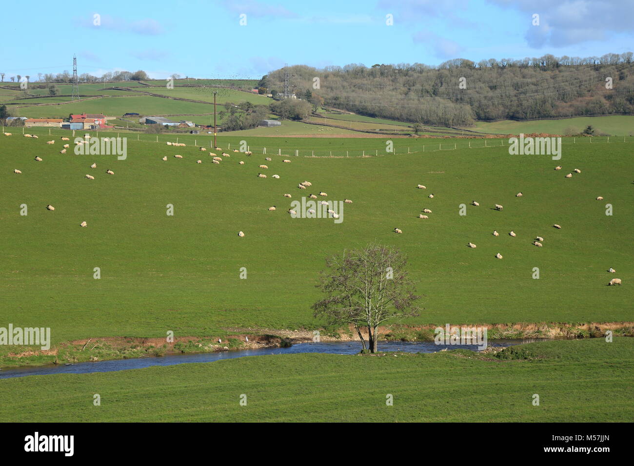 Flock of sheep grazing on a farmland in East Devon Area of Outstanding ...