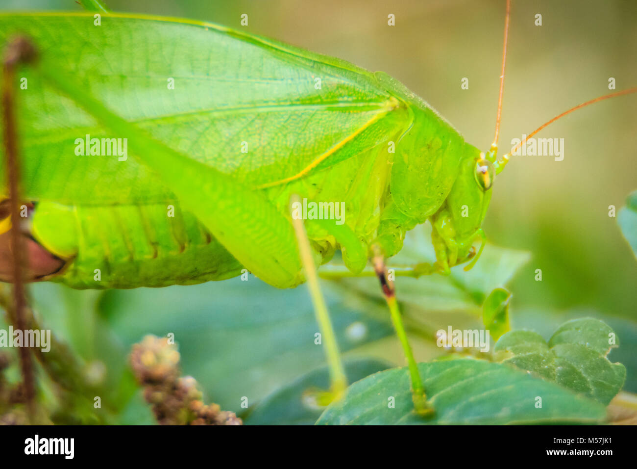 Long horn grasshopper hi-res stock photography and images - Alamy