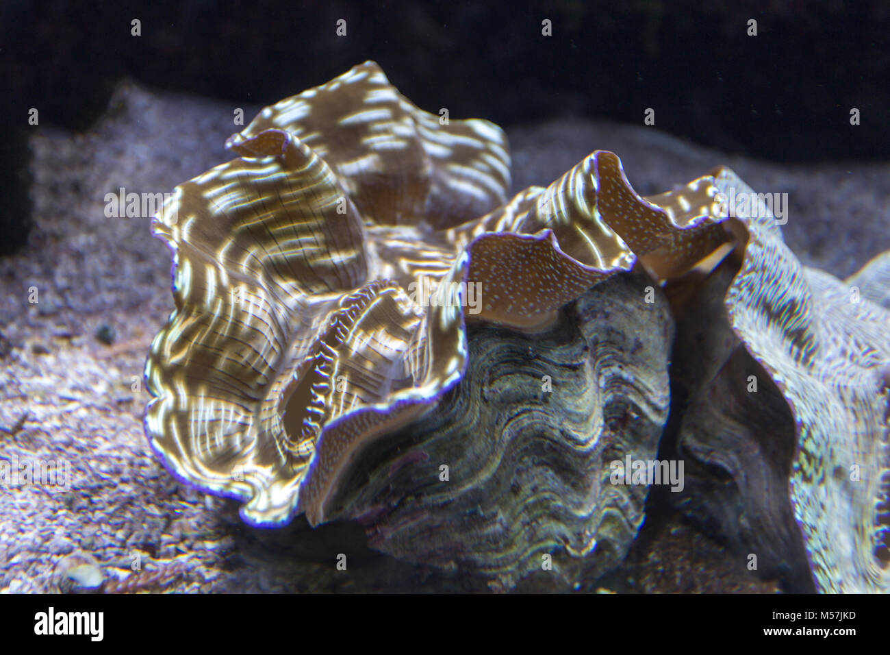 Rare giant clam hi-res stock photography and images - Alamy