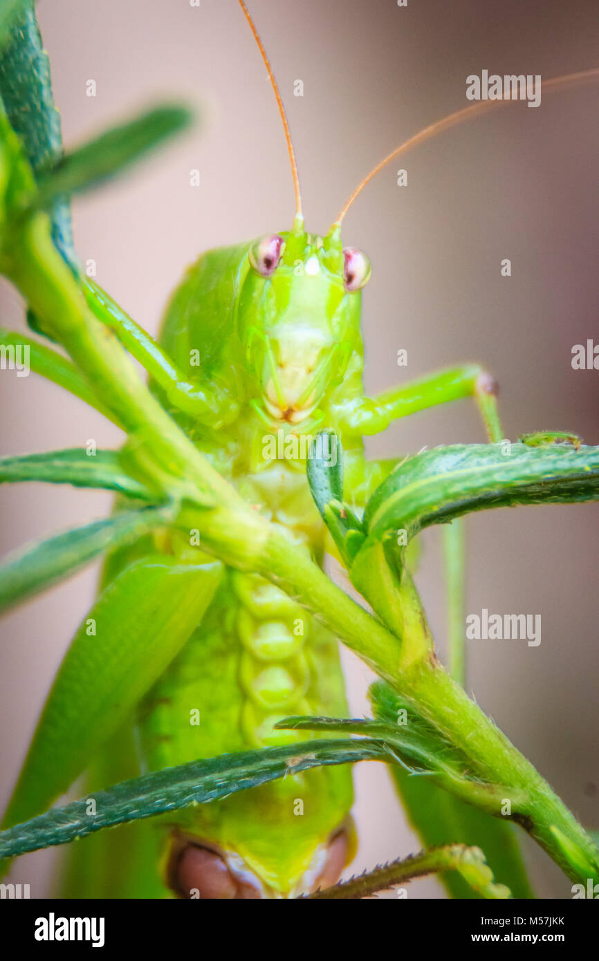 Tettigonia caudata hi-res stock photography and images - Alamy