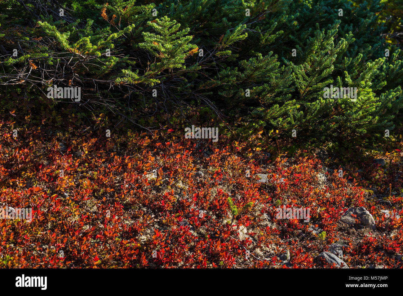 Huckleberry tree hi-res stock photography and images - Alamy