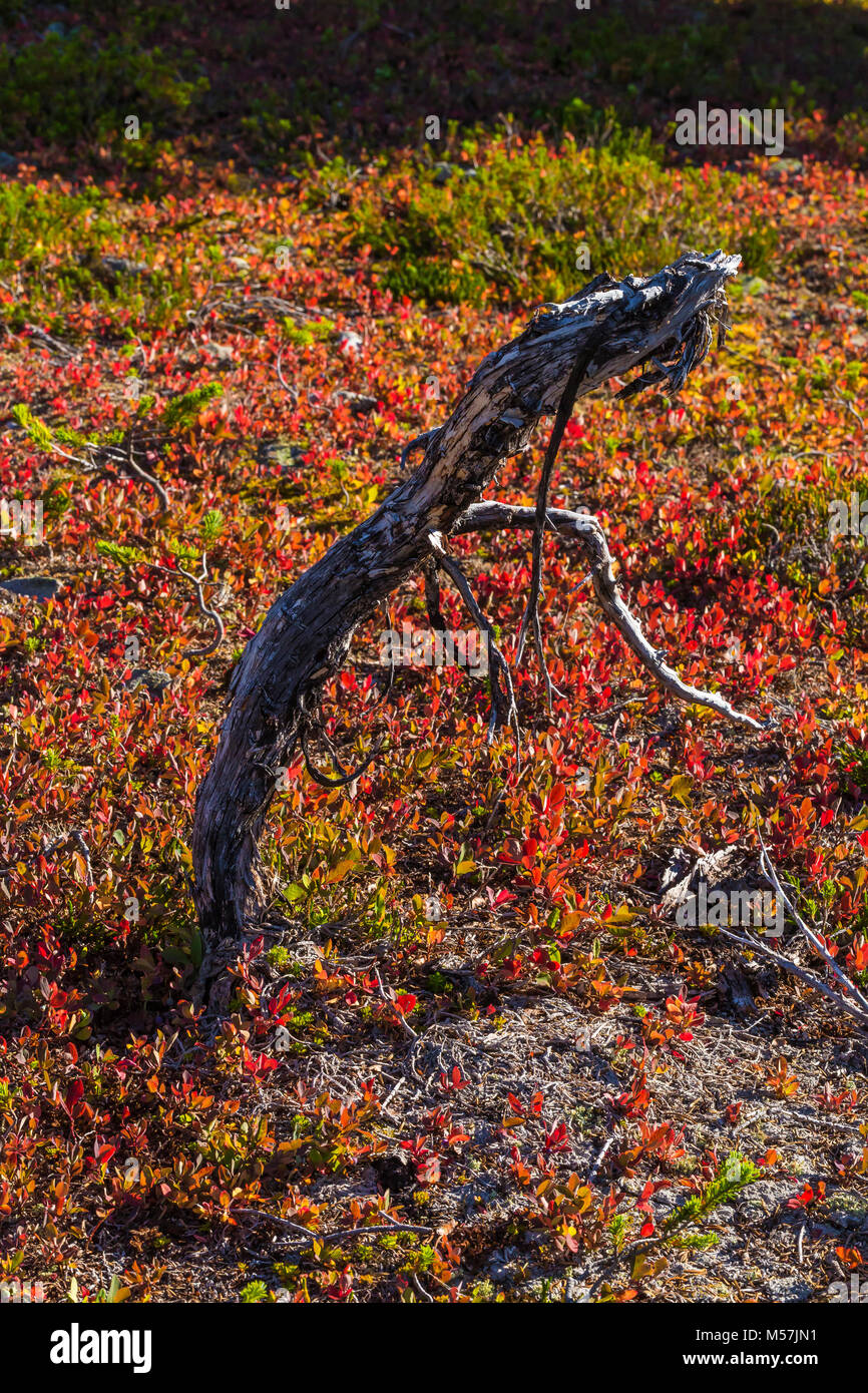 Cascade Huckleberry, Vaccinium deliciosum, with brilliant autumn color ...
