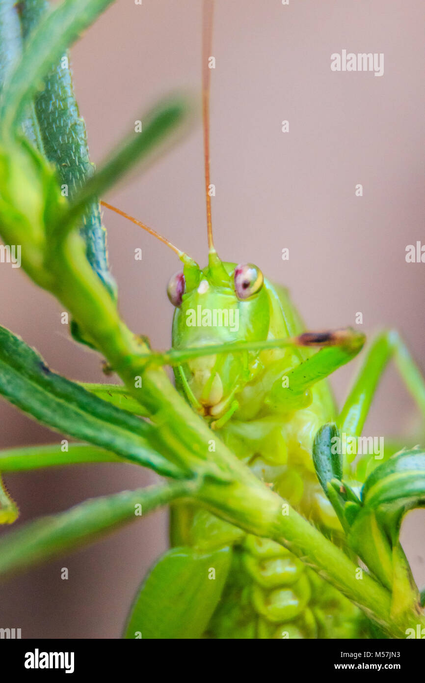 Cute Long-horned grasshoppers, or Tettigoniidae, or leafhopper perching ...