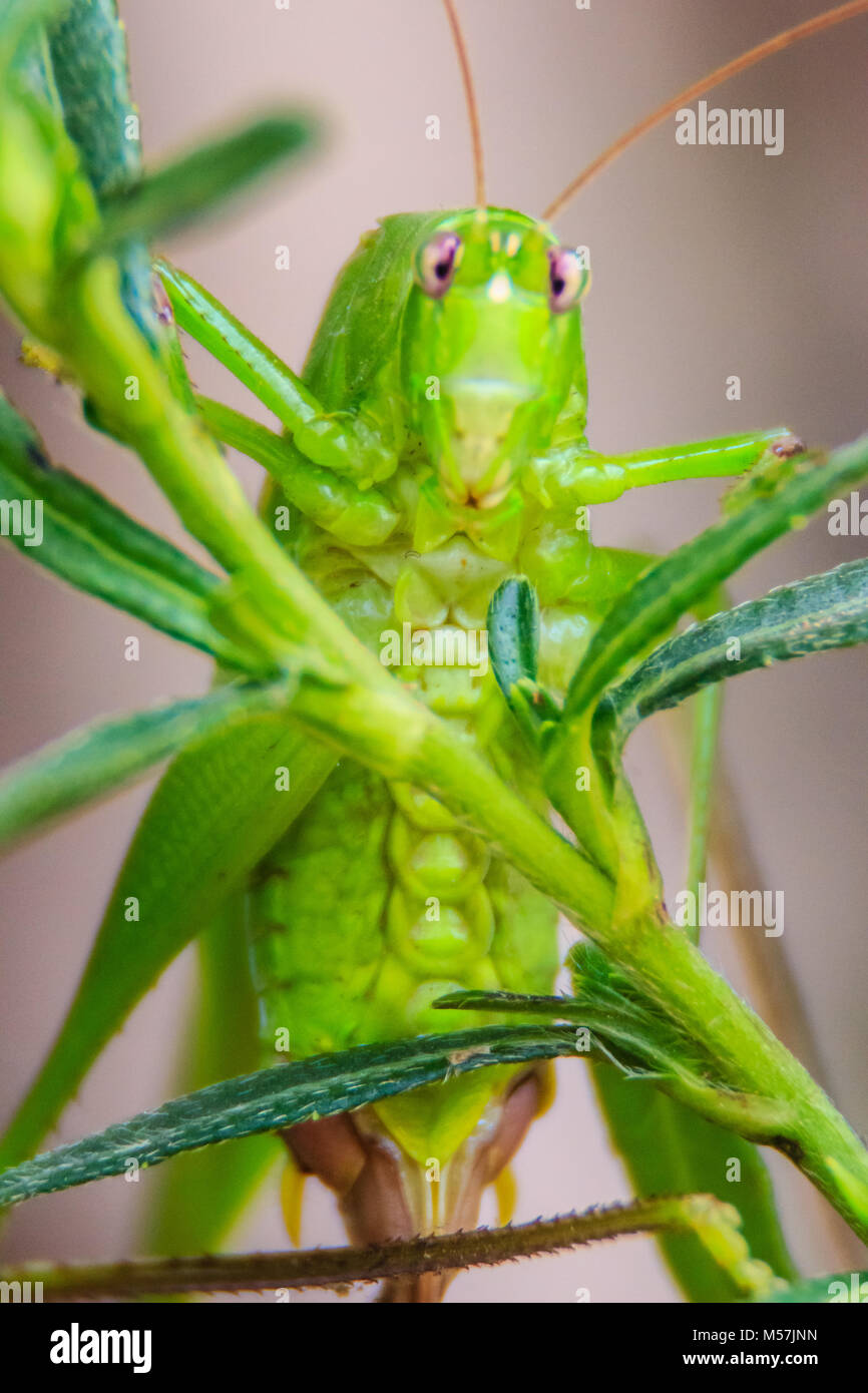 Cute Grasshopper