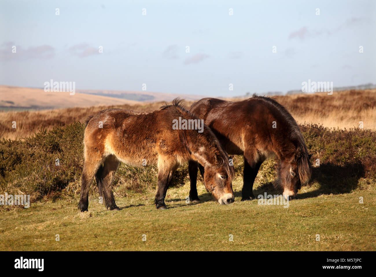 Exmoor ponies pictured enjoying the wide open spaces on the sparse ...