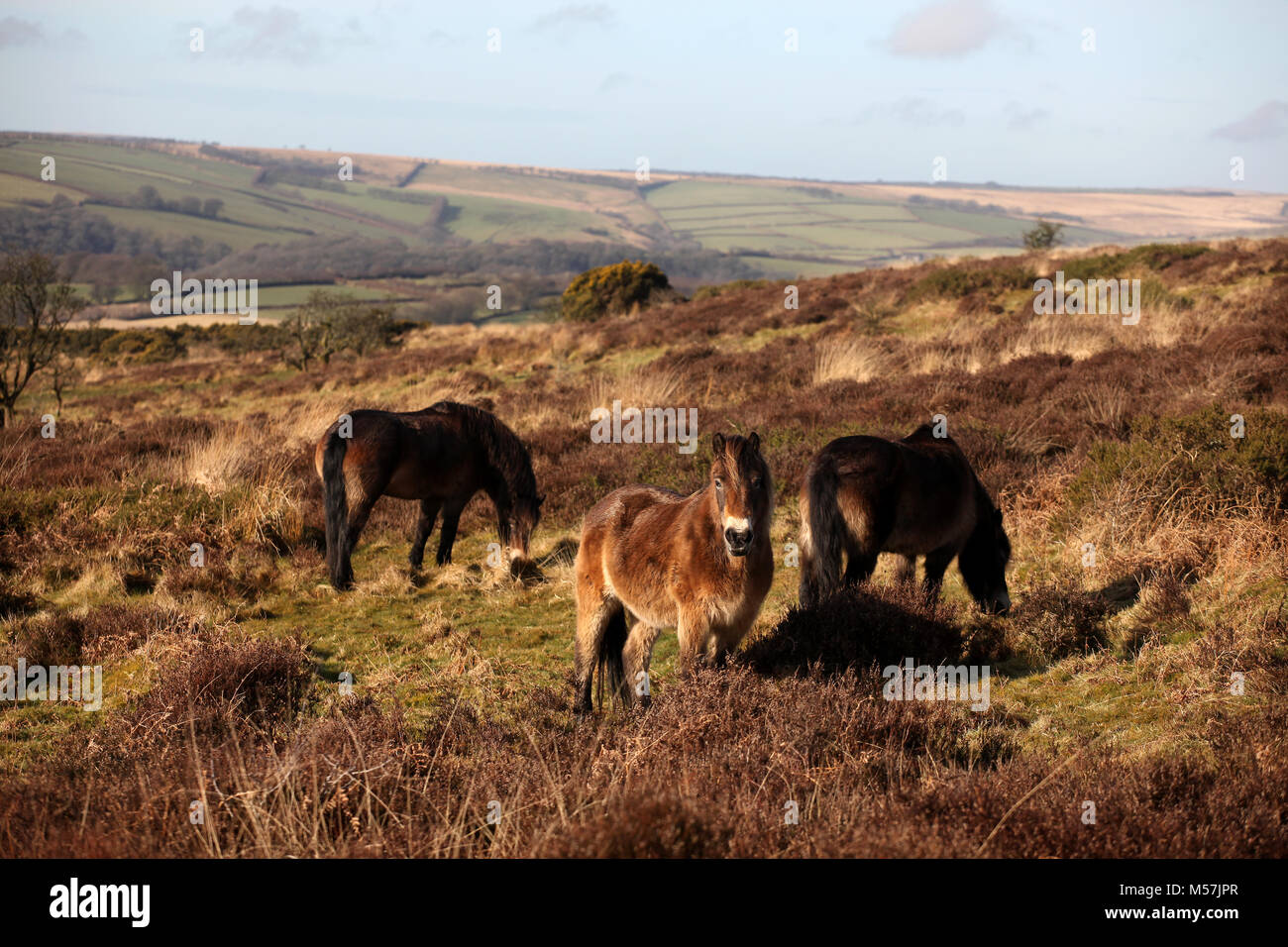 Exmoor ponies pictured enjoying the wide open spaces on the sparse ...