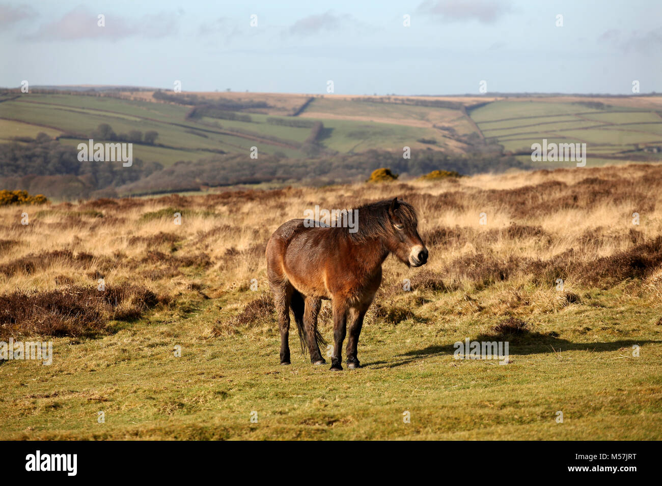 Exmoor ponies pictured enjoying the wide open spaces on the sparse ...