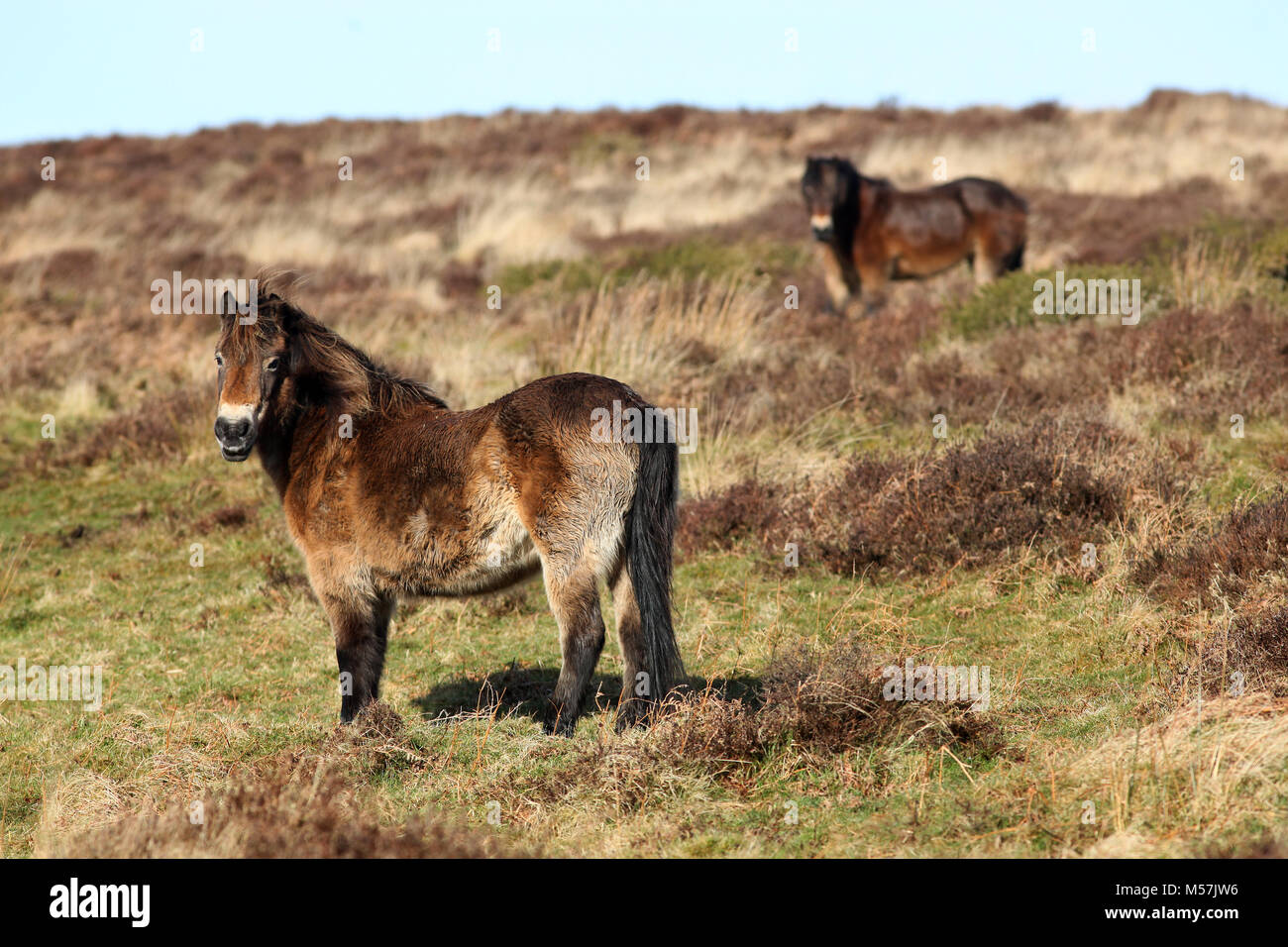 Exmoor ponies pictured enjoying the wide open spaces on the sparse ...