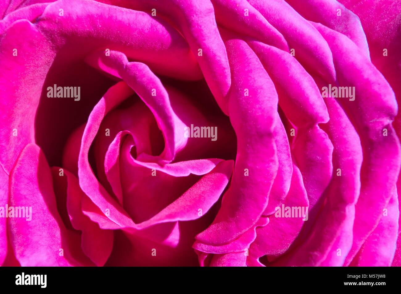 Photograph of the centre of a pink rose Stock Photo - Alamy