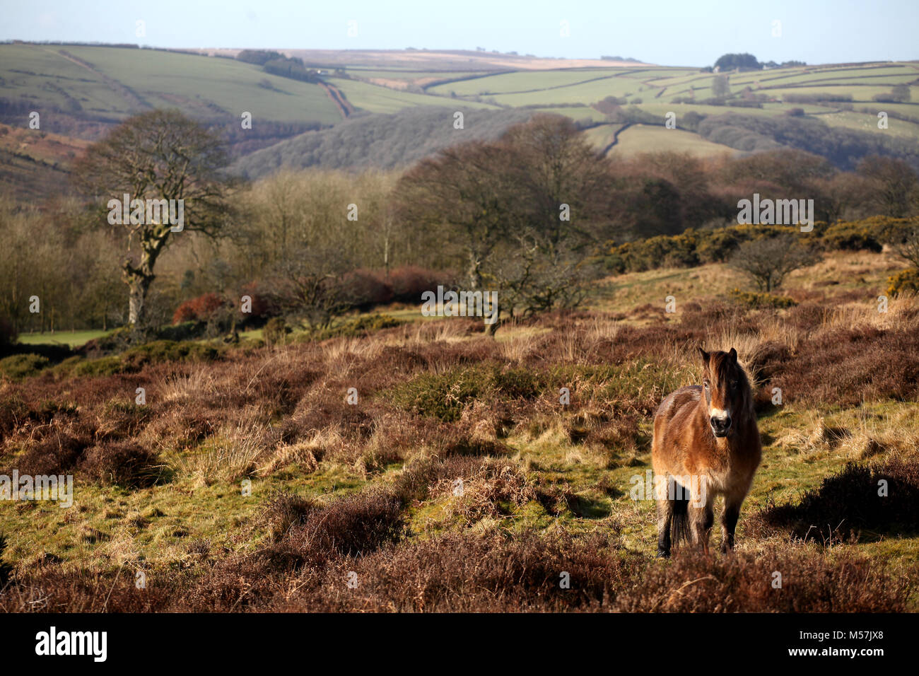 Exmoor ponies pictured enjoying the wide open spaces on the sparse ...