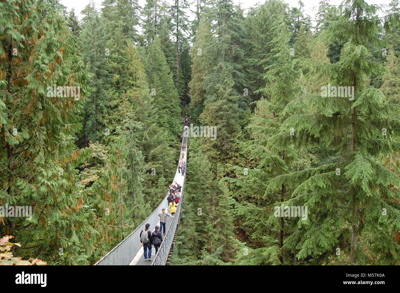 Suspension bridge in forest hi-res stock photography and images - Alamy