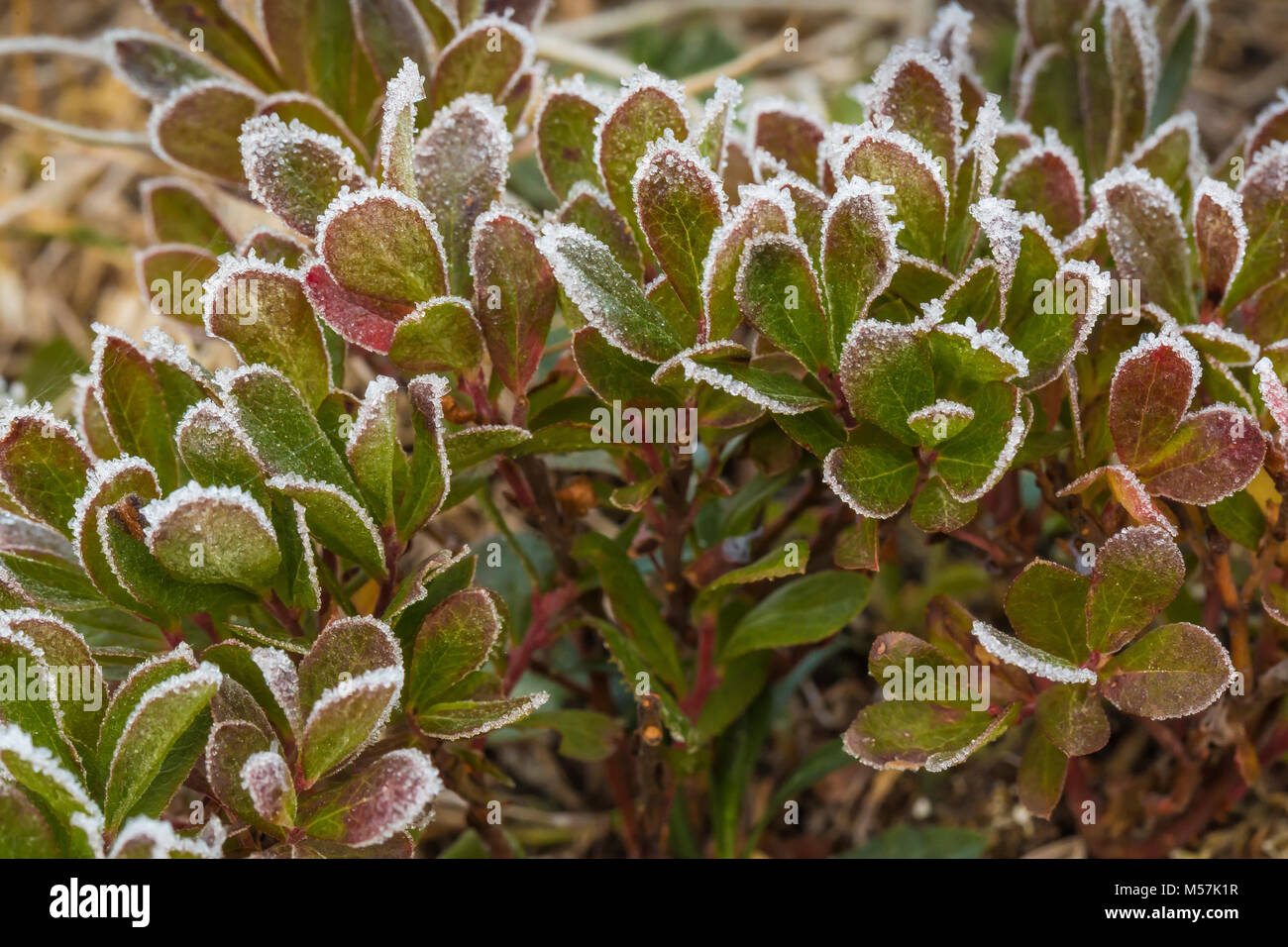 Cascades blueberry hi-res stock photography and images - Alamy