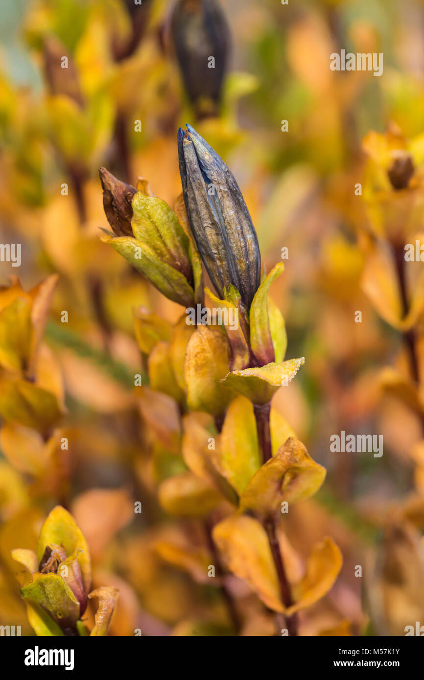 Rainier Pleated Gentian, aka Explorer's Gentian and Mountain Bog ...