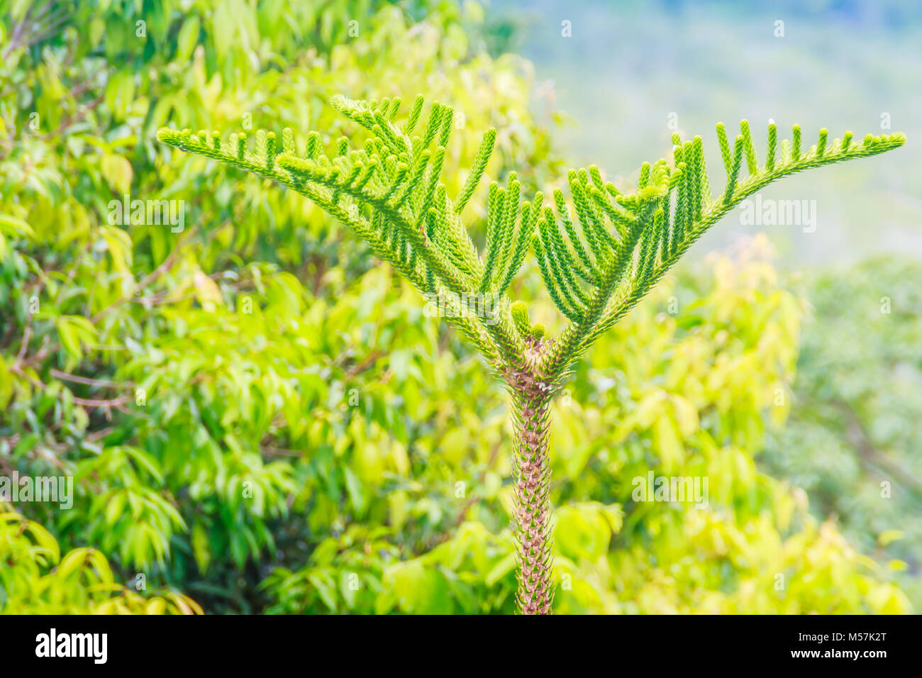 Beautiful view from Khao-Khad Views Tower, tourists can enjoy the 360 ...