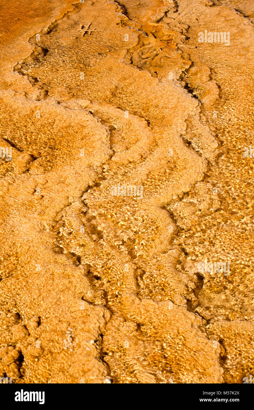 Thermophilic orange algae in Yellowstone National Park Stock Photo - Alamy