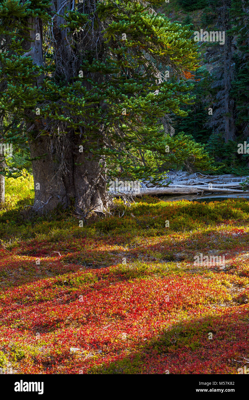 Cascade Huckleberry, aka Cascades Blueberry, Vaccinium deliciosum, in ...