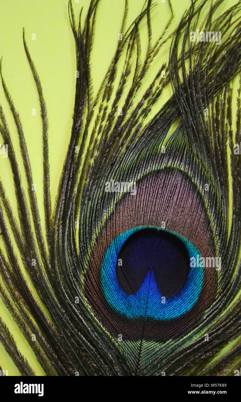 Peacock markings hi-res stock photography and images - Alamy