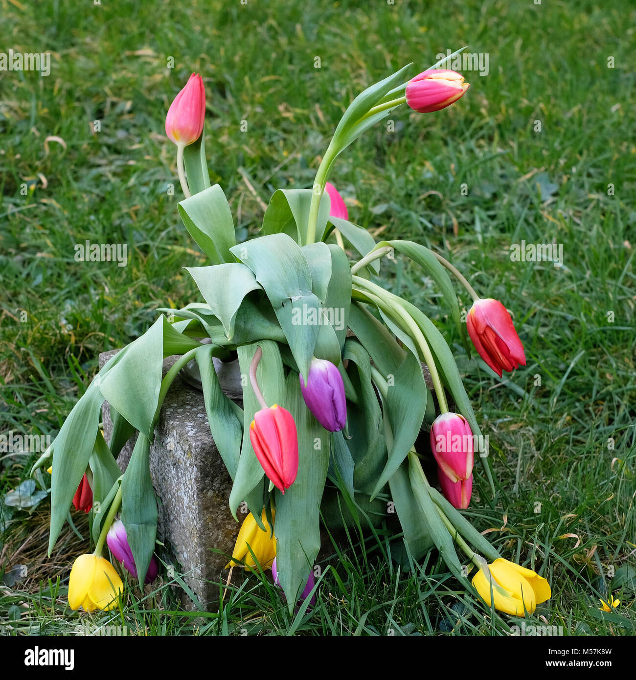 Dead tulips flower hi-res stock photography and images - Alamy