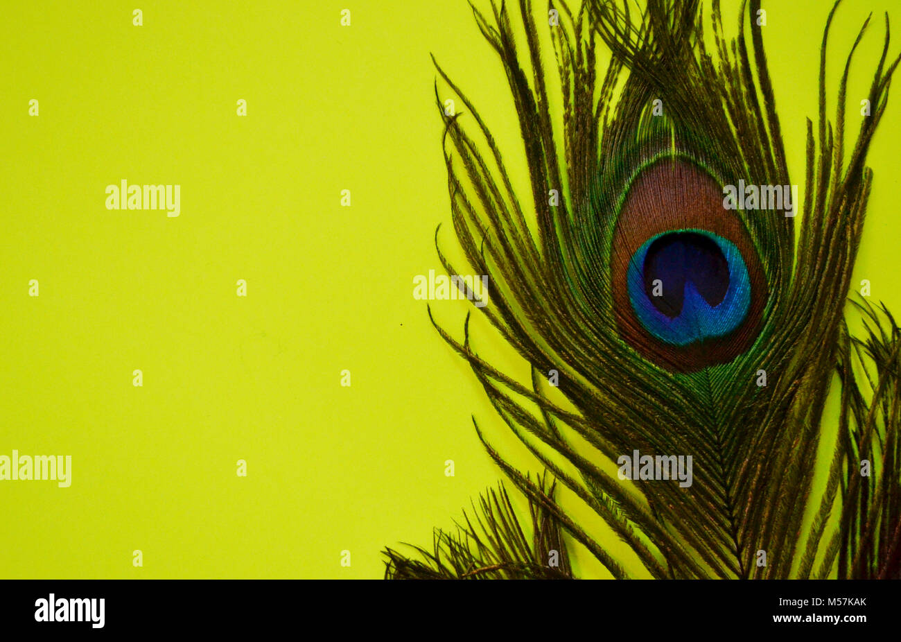 Peacock markings hi-res stock photography and images - Alamy