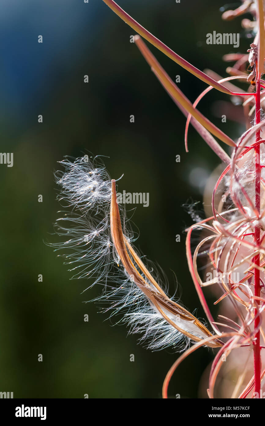 Fireweed angustifolium seed hi-res stock photography and images - Alamy
