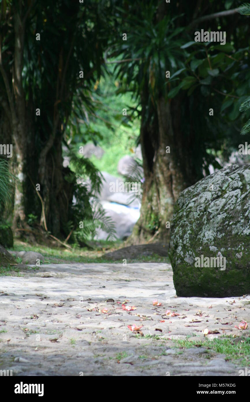 Surface level of empty pathway along trees Stock Photo - Alamy
