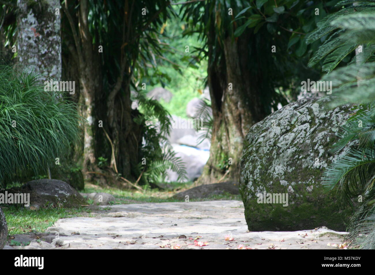 Surface level of empty pathway along trees Stock Photo - Alamy