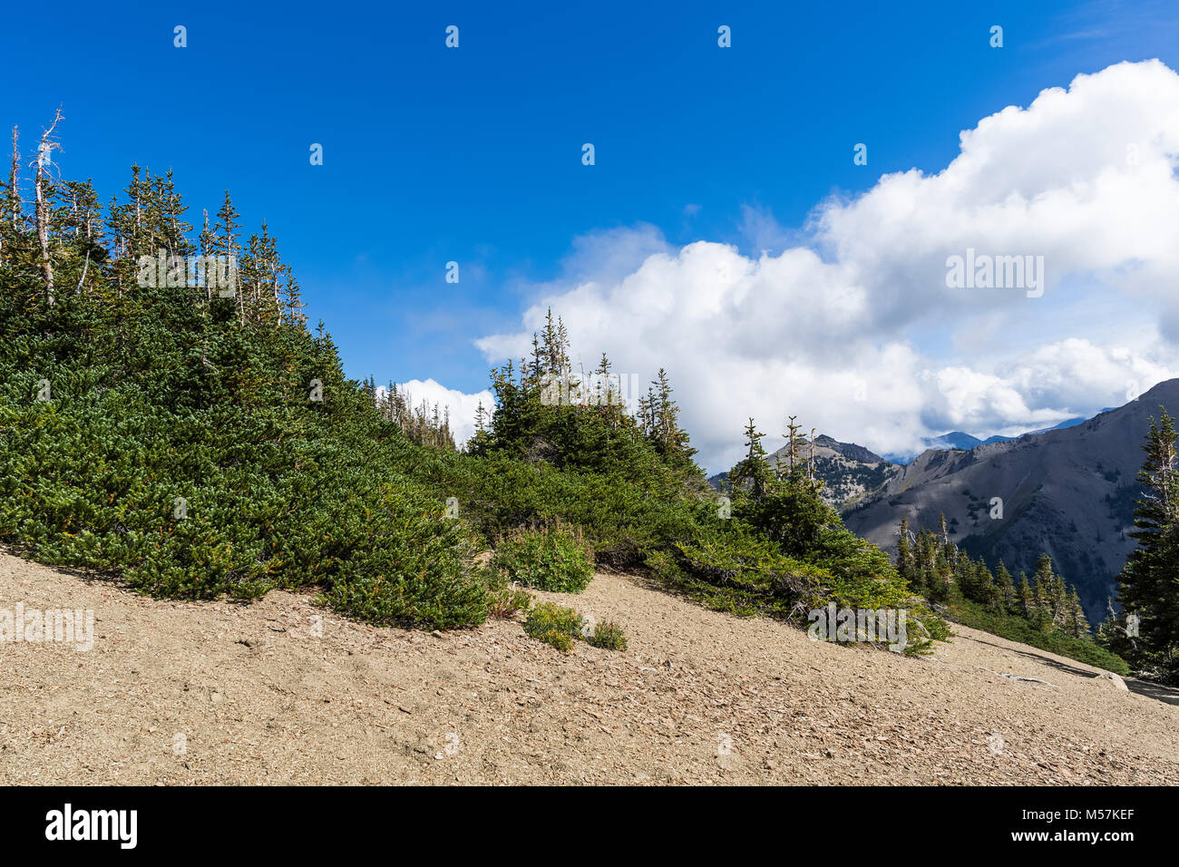 Krummholz of Subalpine Fir, Abies lasiocarpa, on top of the open and ...