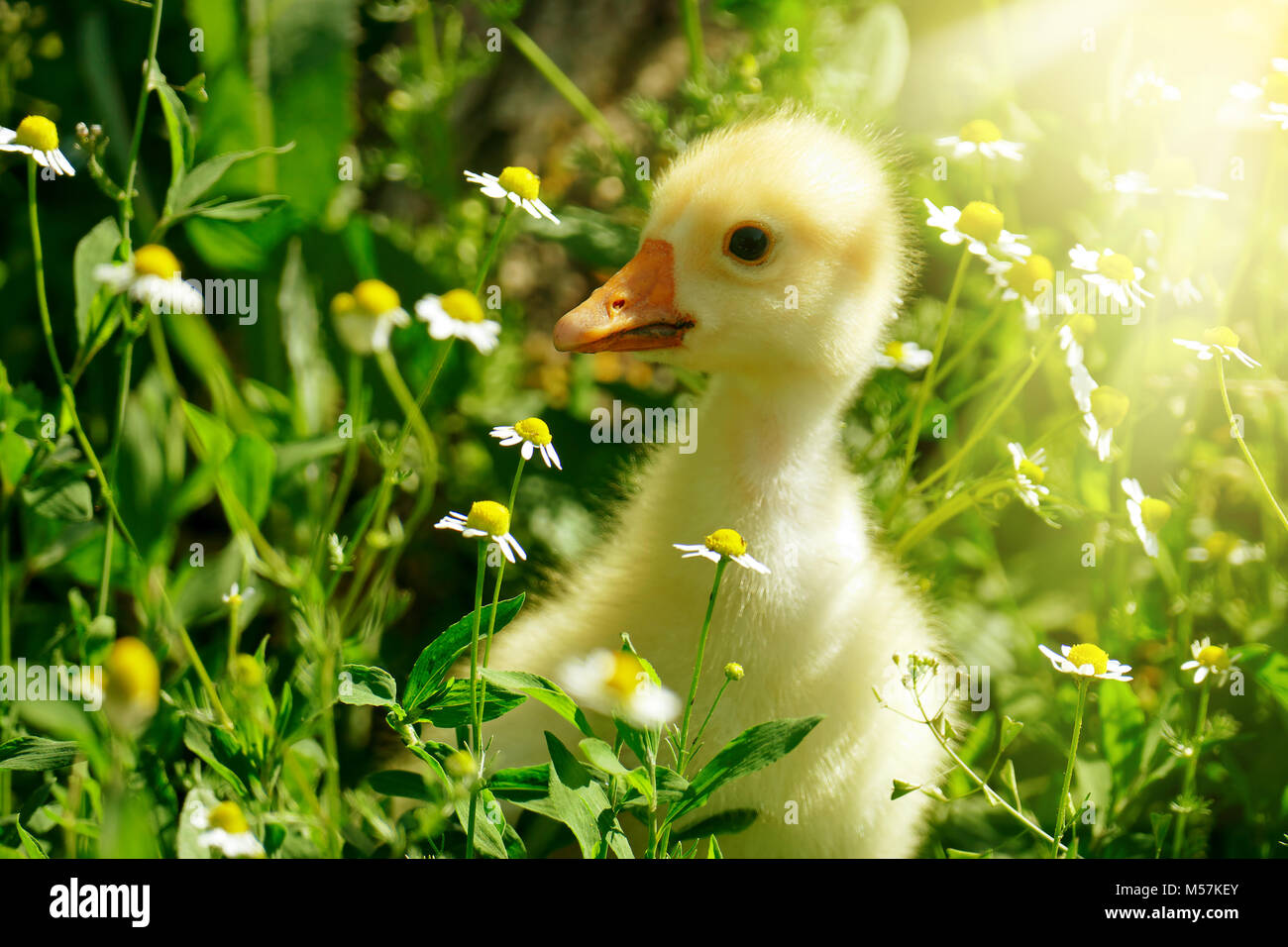 Fluffy gosling hi-res stock photography and images - Alamy